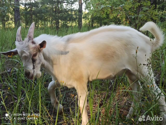 Козлик 7 месяцев, на мясо либо на разведение
