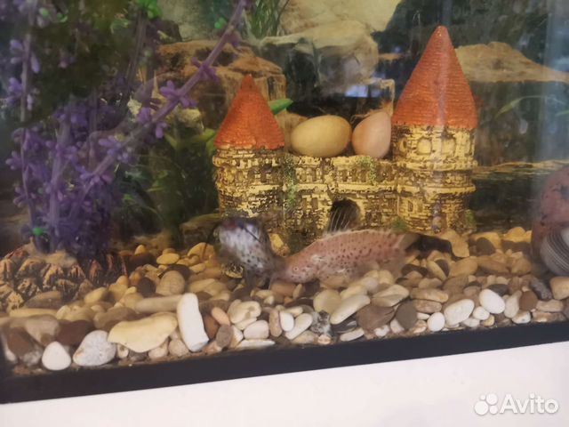 Анциструс белый и чёрный