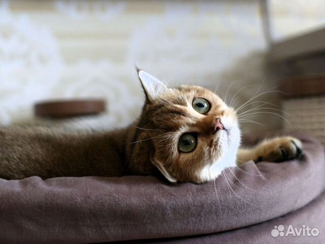 Роскошная кошка скоттиш страйт