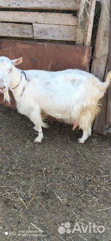Коза котная молочная