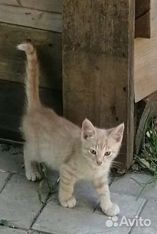 Рыженький котенок мальчик 2 с половиной месяца