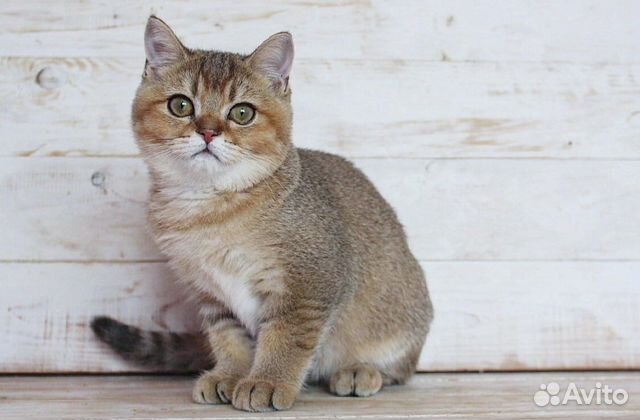 Девочки красавицы