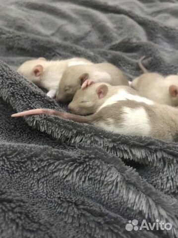 Крысята сиамские естт девочки и мальчики