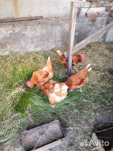 Продаю кур-несушек