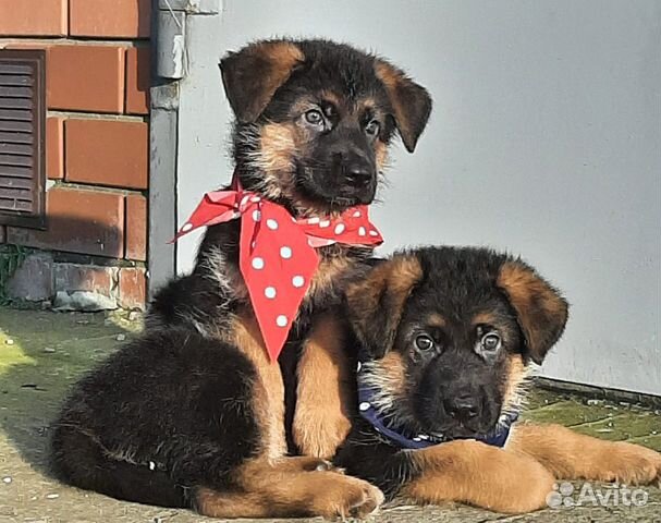 Щеночки немецкой овчарки