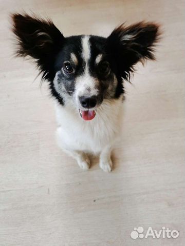 Маленькая собака