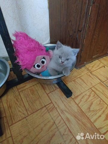 Британские котята