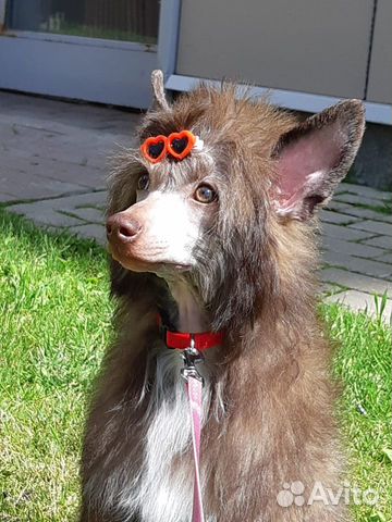 Щенок Китайской Хохлатой собаки