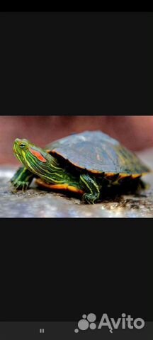Красноухие черепахи 2 шт