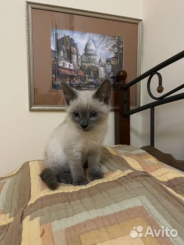 Невский маскарадный кот