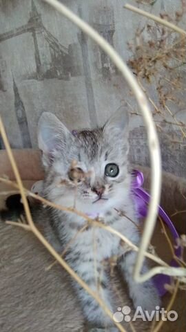 Отдам девочку в добрые руки