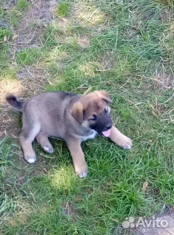 Щенок в добрые заботлевые руки