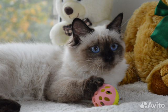 Невская малышка Стефани