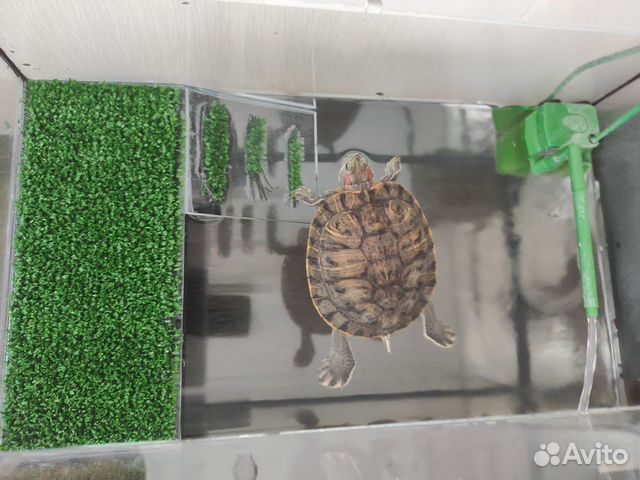 Продам черепаху