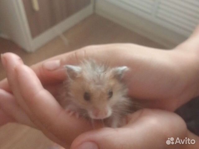 Сирийский хомяк