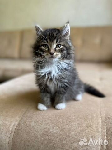 Котёнок Сибирской кошки, мальчик