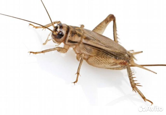 Сверчки домовые