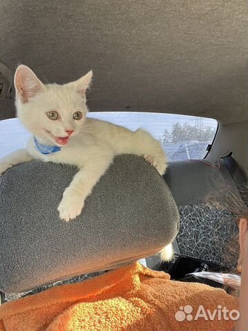 Отдам котенка в добрые руки