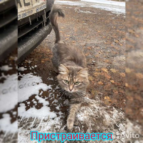 Сибирская кошка