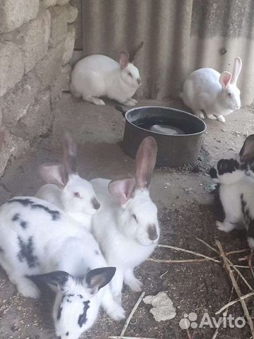 Калифорнийские кролики