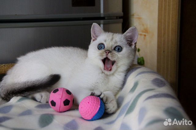 Снежана - золотая колорочка