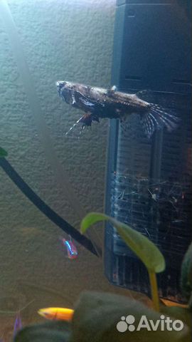 Пантадонт Бухгольца, Рыба-Бабочка