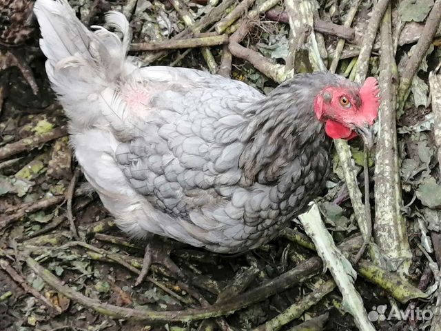 Куры несушки