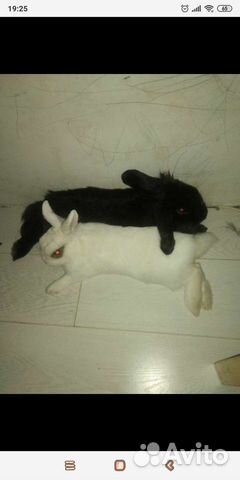 Декоративные кролики