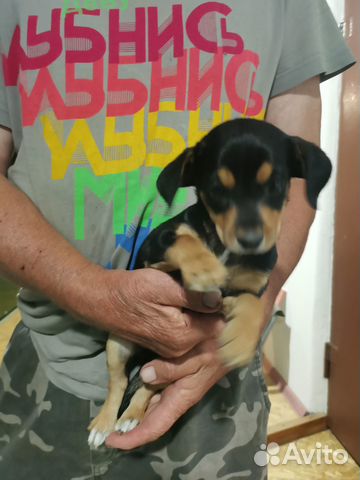 Щенок в добрые руки маленькой собаки