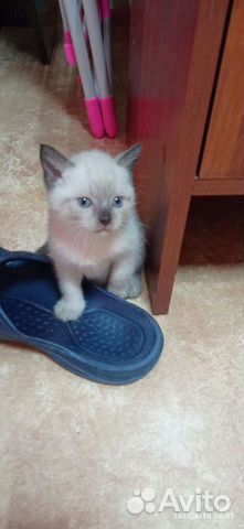 Балинезийские котята