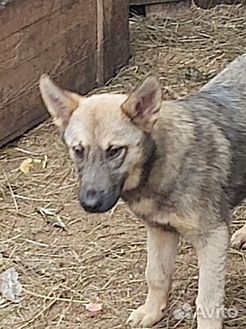 Сирота ищет дом