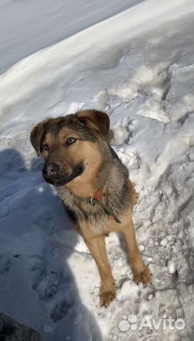 Немецкая овчарка вязка