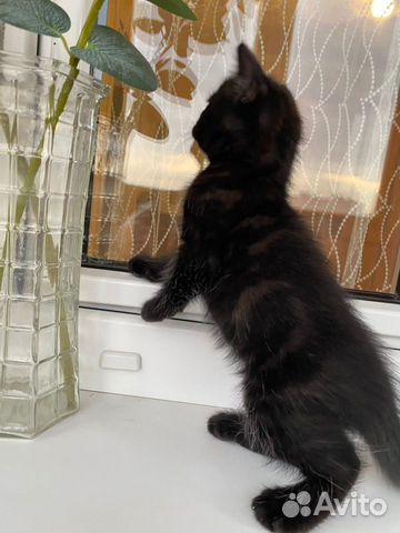 Шотланский котенок