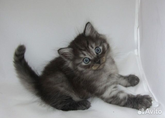 Сибирский котик Афоня