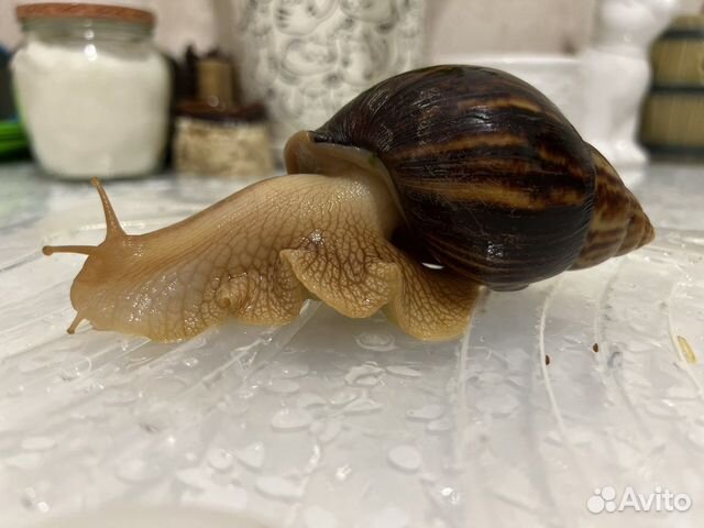 Улитки Ахатины бесплатно