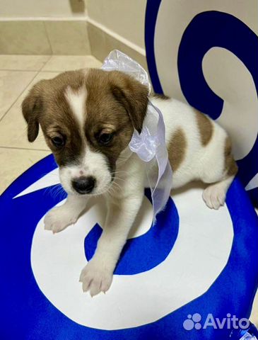 Щенки метисы Джек Рассел терьер