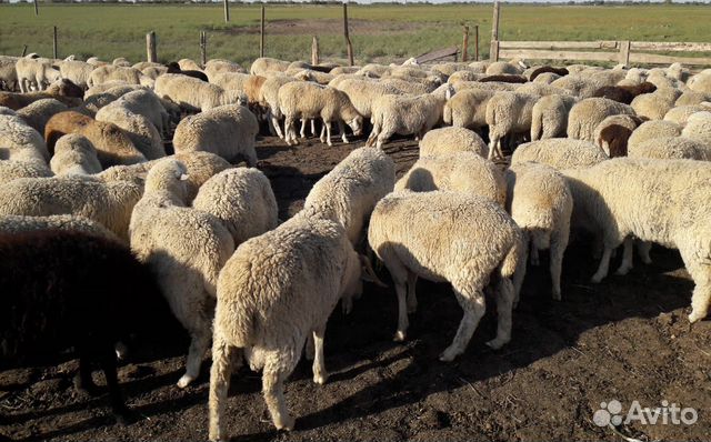 Продаються брак матки