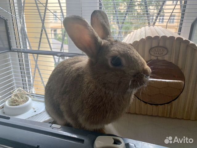 Карликовый кролик mini