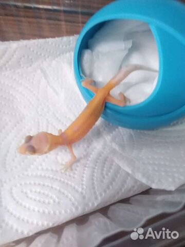 Геккон эублефар