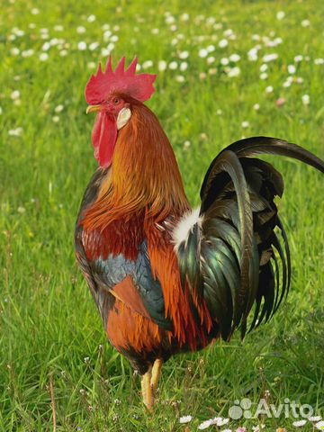Отдам петуха