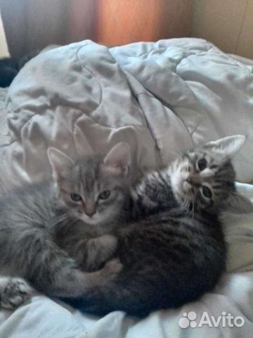 Очень симпатичные котята