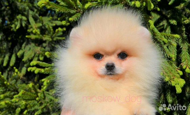 Померанский шпиц девочка