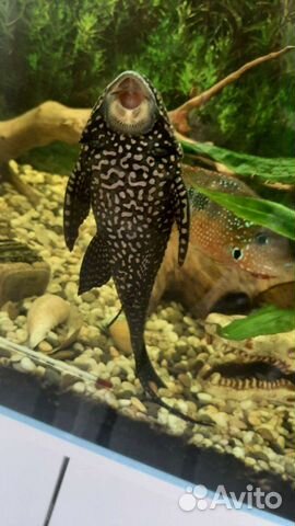 Парчовый птерогоплихт