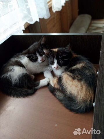 Котятки,дружные ребятки,весельчаки и игрунишки