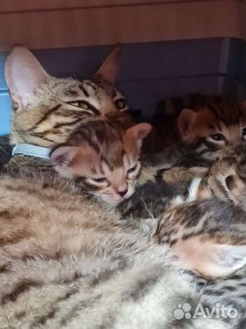 Бенгальская кошка бесплатно