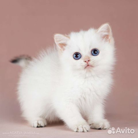 Мальчик золотой колор поинт Yakhont Apple Wood