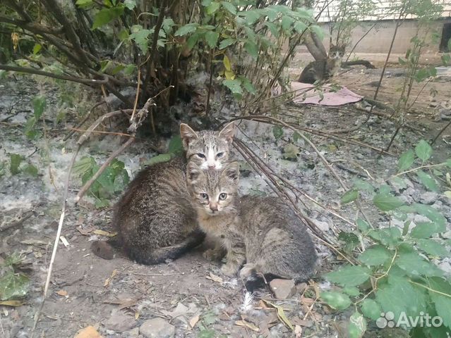 Маленькие полосатые котята на улице