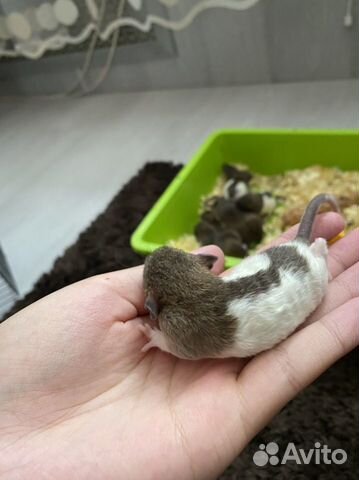 Крыса дамбо