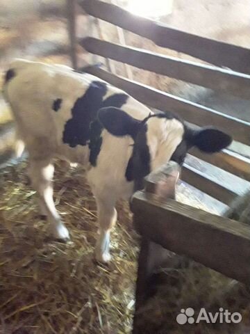 Тёлочка.галштина от молочной коровы