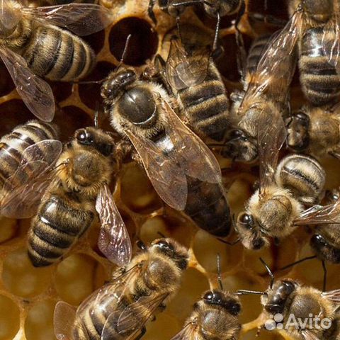 Матки неплодные